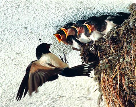 არ მახსოვს ჩემი მერცხლები პირველ აპრილს არ მოსულიყვნენ თითქოს კალენდარი იციან კვირის პალიტრა