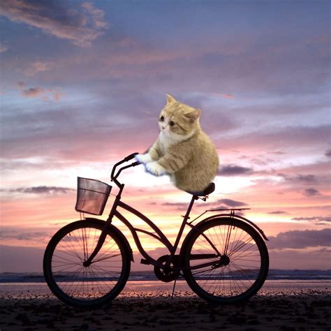 Cat On Bike At Sunset 🙂 Drawing Challenge Cats Drawings