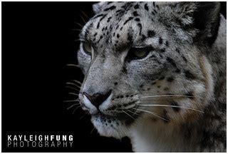 Snow Leopard Kayleigh F Flickr