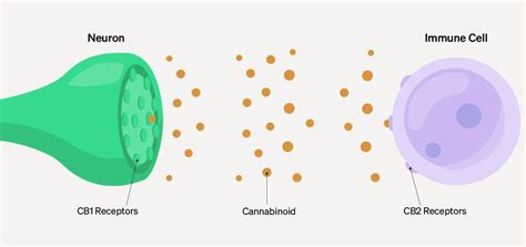 What Are Cb2 Receptors Cannabis Glossary Gaanja Heal