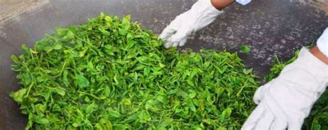 怎样炒茶 炒茶的方法 知秀网