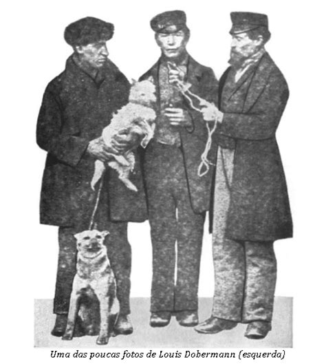 10 Curiosidades Sobre O Dobermann Br