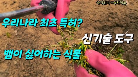 우리나라 최초 특허 꽃잔디 심는 도구와 뱀이 싫어하는 식물 Youtube