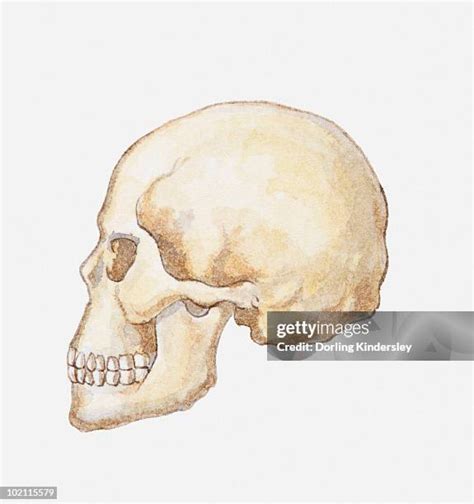 Illustration Of Homo Sapiens Skull High Res Vector Graphic Getty Images