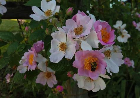 Dirks Rose Bible Rosa Setigera