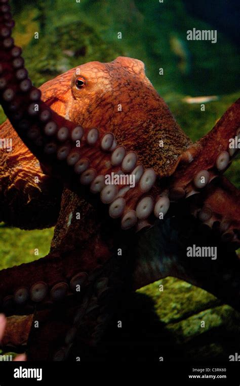 Saltwater Aquarium Octopus