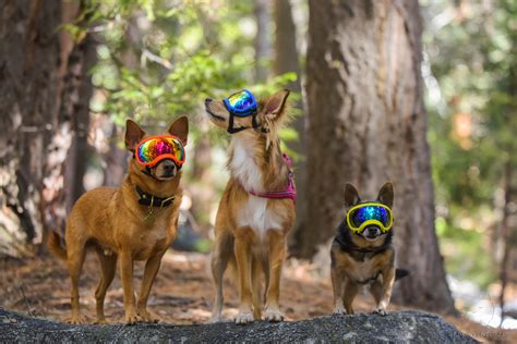 New Sizes Rex Specs For Everyone