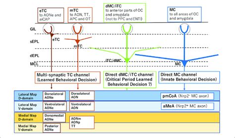 Subsets Of Projection Neurons For Distinct Behavioral Decisions