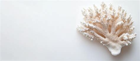 White Coral Background Images Free Download On Freepik