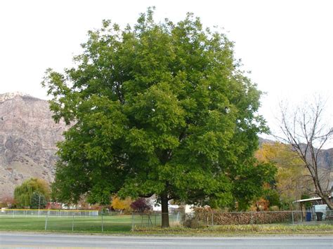 Northern Pecan Carya Illinoinensis Great Plains Nursery