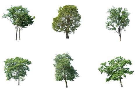 Tree Elevation Stock Photos Images And Backgrounds For Free Download