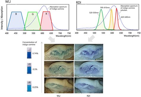 Principle By Which Rdi Improves An Endoscopic Image After Indigo Download Scientific Diagram