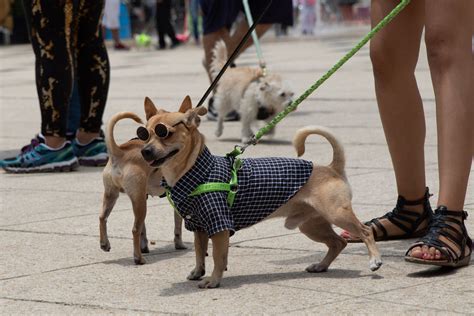 Perritos Se Manifiestan En Polanco Sus Dueños Quieren Que Abran Un
