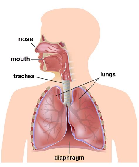 Investigate The Respiratory System Exam Corner