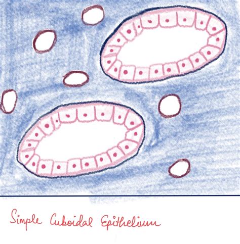 Solved Object Simple Cuboidal Object Simple Columnar Epithelium