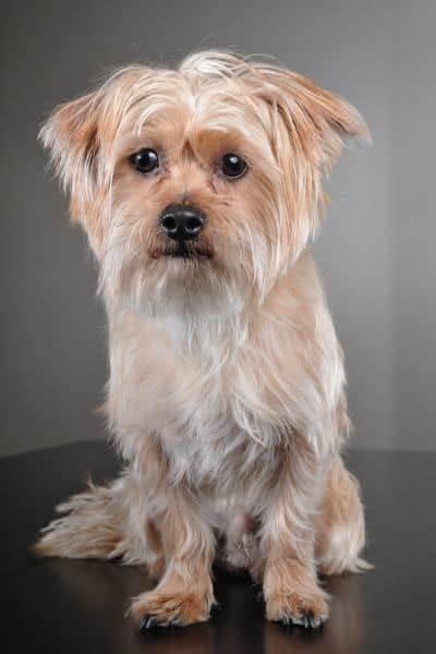 Shih Tzu Yorkie Mix Shorkie Everything You Need To Know 2024