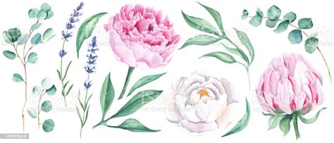 흰색 배경에 격리된 수채화 꽃 세트 흰색과 분홍색 모란 단추 녹색 잎 유칼립투스 및 라벤더 가지 수채화 손으로 그린 식물 삽화 개체 그룹에 대한 스톡 벡터 아트 및 기타