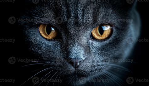 A Black Cat With Yellow Eyes Stares At The Camera The Cats Eyes Are