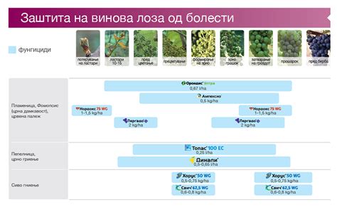 Винова лоза Syngenta