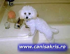 Canisa Kris Caini De Rasa Caini De Vanzare Caini De Companie Caini De Vanatoare Caini De