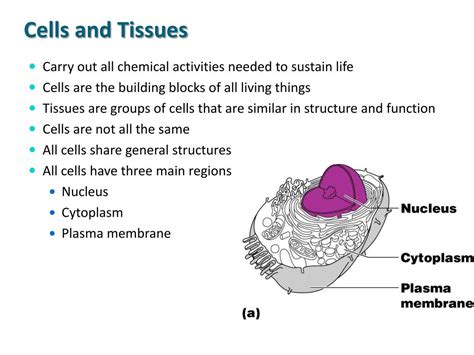 Ppt Plant Cells Tissues And Organs Powerpoint
