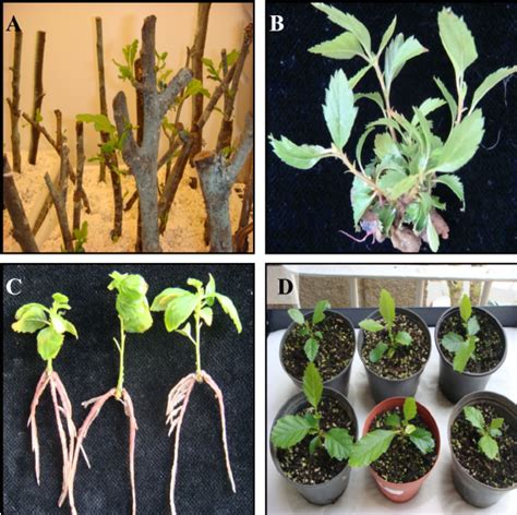 Micropropagation By Axillary Shoot Proliferation Of Alnus Glutinosa A Download Scientific