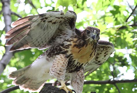 Red Tailed Hawk Nest 2009 2017 Red Tailed Hawk Fledgling Picture