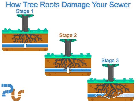 How Do Tree Roots Damage Sewer Lines