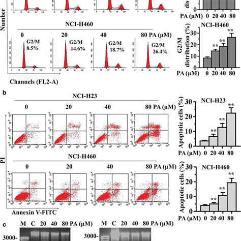 Pa Induces Cell Cycle Arrest And Apoptosis In Human Lung Cancer Cells Download Scientific