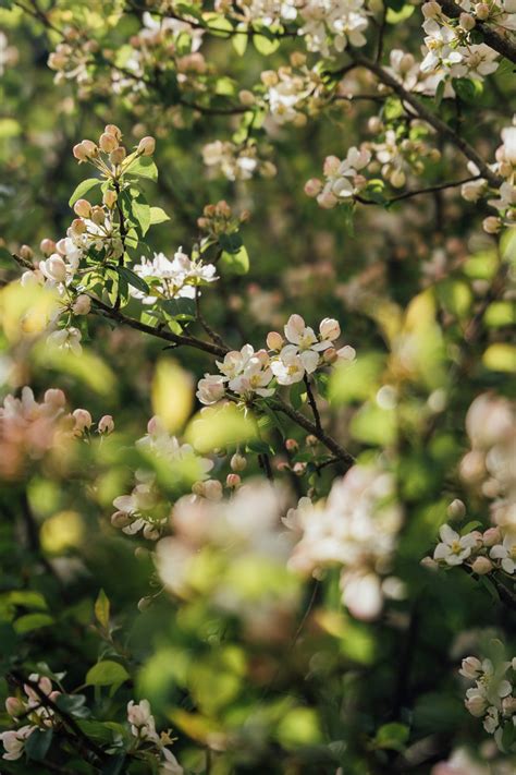 흰 꽃과 녹색 잎이있는 덤불 사진 Unsplash의 무료 꽃 이미지