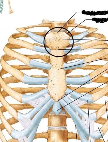 Sternum Flashcards Quizlet