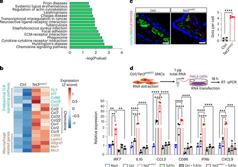 Spurious Transcripts Activate The Endosomal Tlr7 Signaling Pathway In Download Scientific