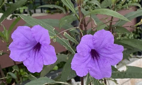 Solved M1 Unknown Host Cpu Architecture Arm64 By Stephen Lee Medium