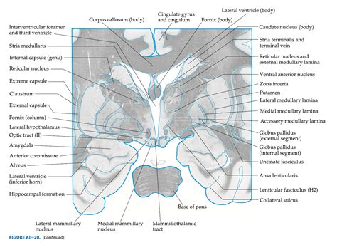 Myelin Stained Sections The Neurosurgical Atlas