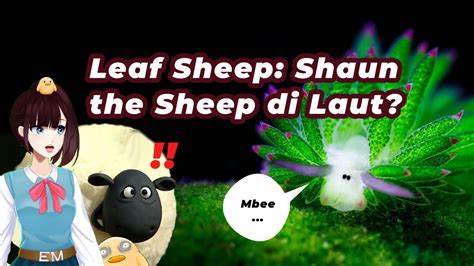Leaf Sheep Domba Daun Laut Yang Bisa Fotosintesis Youtube