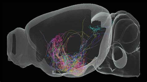 曹晓风研究组揭示植物光形态建成的表观遗传调控机制中国科学院遗传与发育生物学研究所