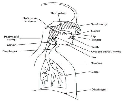 Resonators In Speech Production At Margaret Ratliff Blog