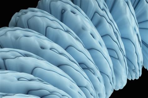 Understanding Primary Auditory Cortex