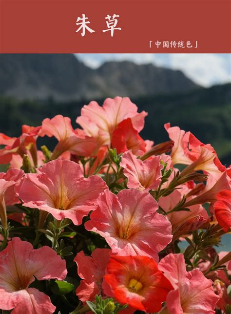 冬天里的一抹红｜文物中的中国传统色 经济观察网 － 专业财经新闻网站