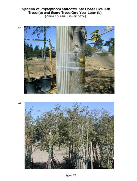 Tree Decline Article