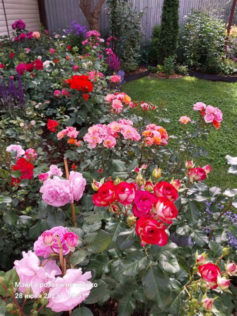 Прекрасные розы на общих планах 28.06.23. Фотогалерея | Майя о розах и ...