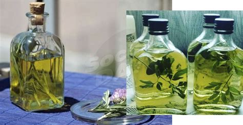 Caña con ruda cómo es el ritual y por qué se toma el primero de agosto Social Day