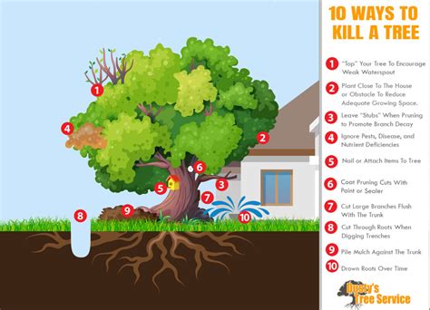 Ways To Kill A Tree Tree Services In Dunnellon Florida
