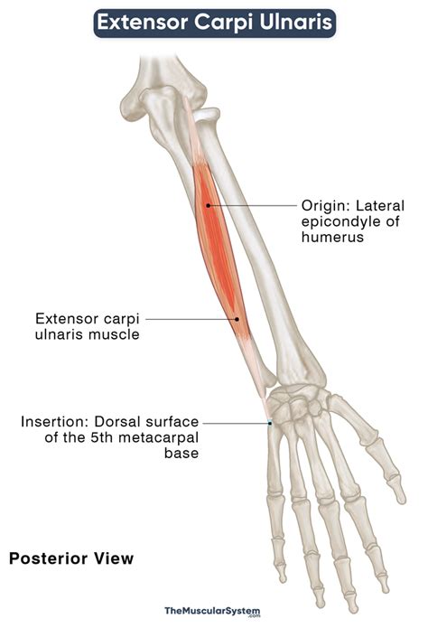 Strengthen Extensor Carpi Ulnaris At Archie Beamont Blog