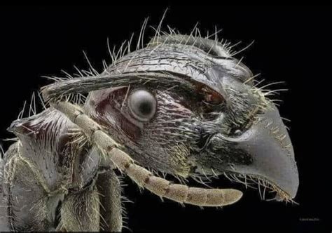 Ants Head Under Electron Microscope