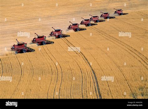 Combining Hard Red Spring Wheat With Case Ih 2188 With Headrow With