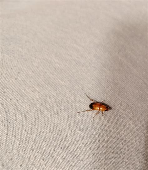 Brown Bug With Black Butt R Whatsthisbug