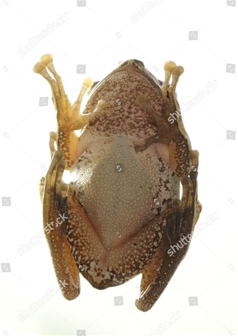 Bottom Side Underbelly Common Tree Frog Editorial Stock Photo Stock Image Shutterstock