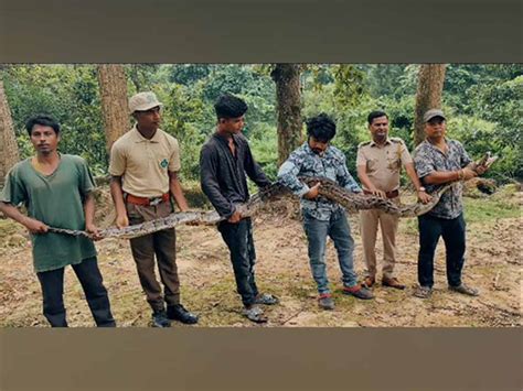 18 Ft Long Python Rescued From Tea Garden In Assam