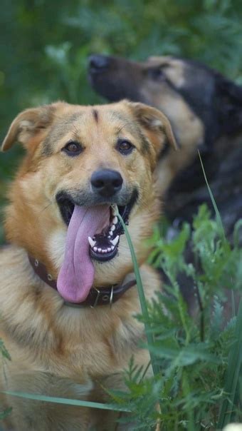 Новый дом ищет замечательный парень Хасан Молодой воспитанный пес Возраст не больше 2х лет